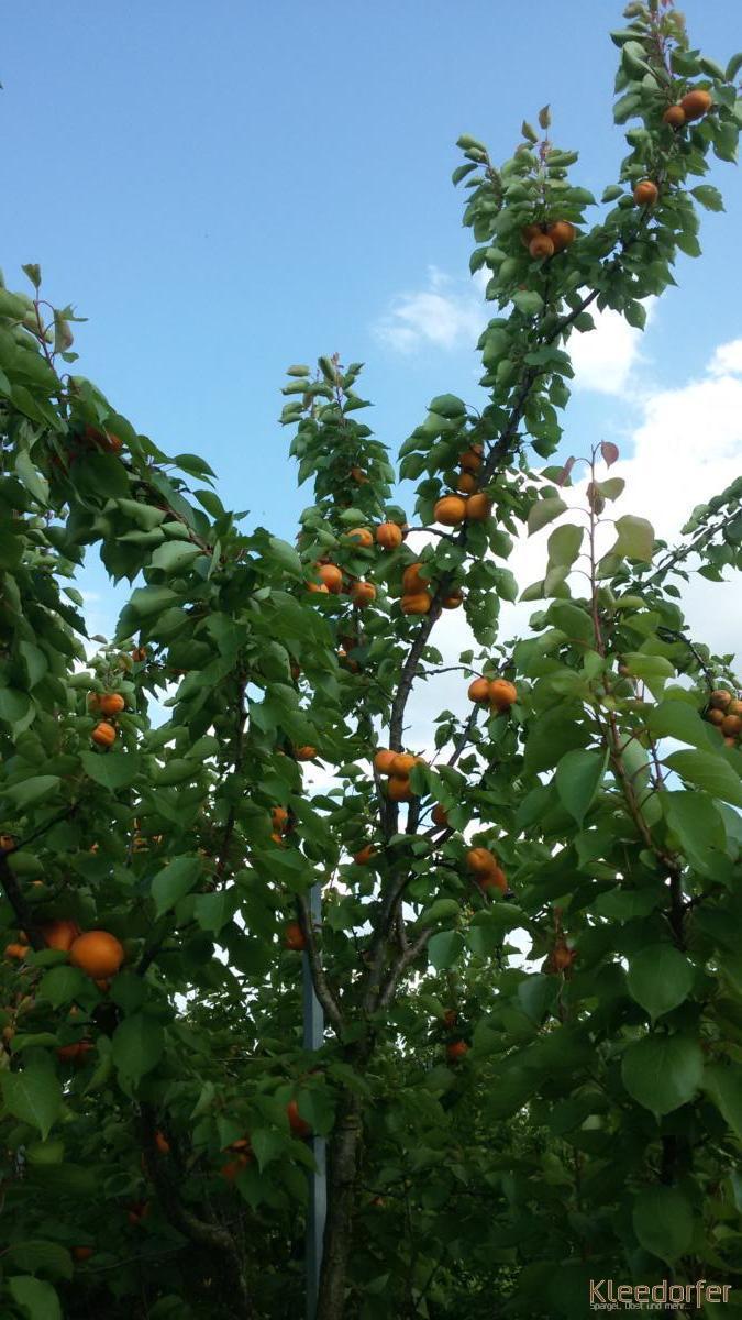 Marille – Kleedorfer – Spargel, Obst und mehr