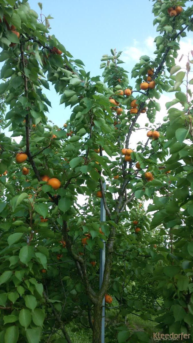 Marille – Kleedorfer – Spargel, Obst und mehr